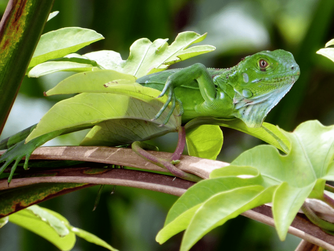 Nosara au Costa Rica : voyage fou entre Jungle et Plages